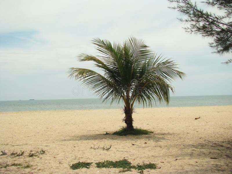 Lonely palm tree stock image. Image of leaf, nature - 126075475