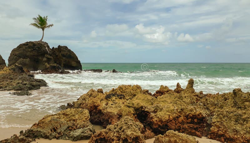 Lonely Palm Tree on the Rocks in the Beach Stock Image - Image of ...