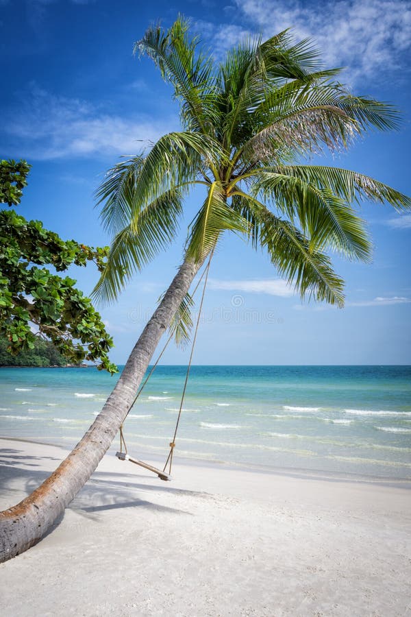 Lonely Palm Tree with Rope Swing on White Beach Stock Photo - Image of ...