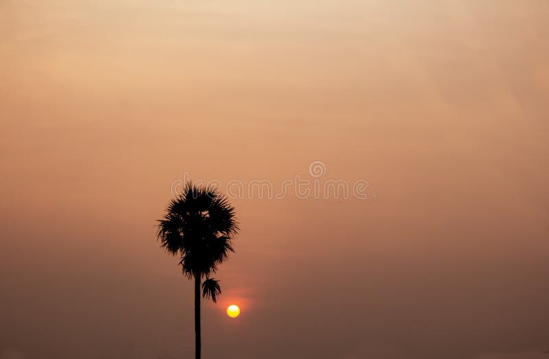 Palmyra Palm Trees with Mountain Background in Tamil Nadu, India Stock ...