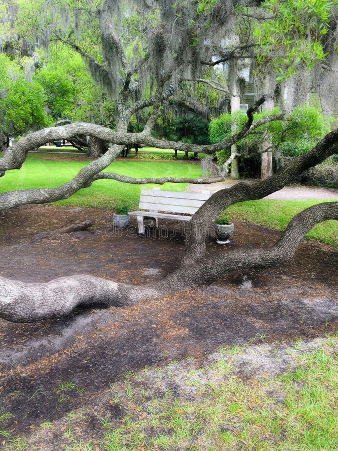 Lonely Park Bench Embraced by Tree Branches Stock Image - Image of ...