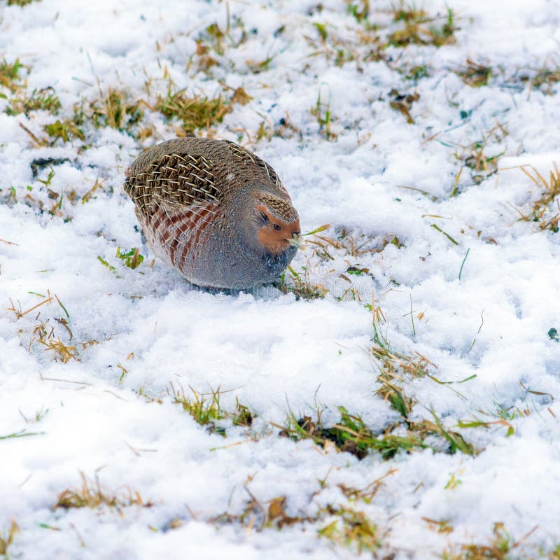 A lonely partridge stock image. Image of brown, birds - 85711361