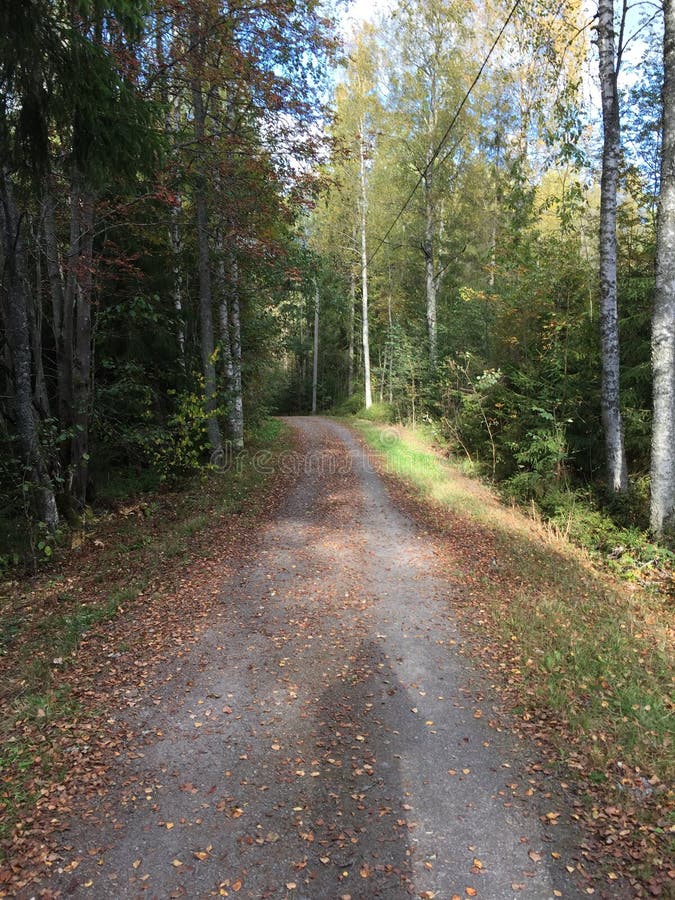 Lonely path in the forest stock image. Image of autumn - 77433765