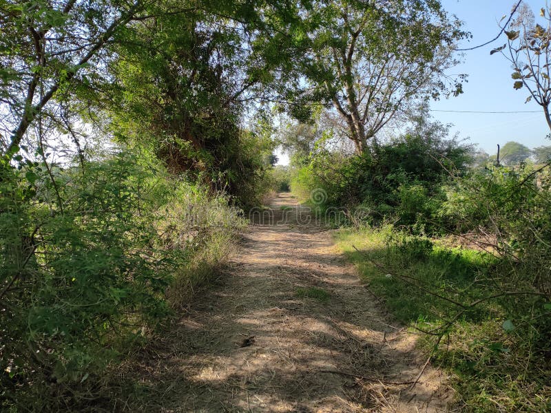 Claiming Flower Plant Stock Photos - Free & Royalty-Free Stock Photos ...