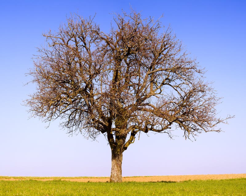 Old Pear Tree in a Natural Neglected Orchard. Early Morning at Sunrise ...