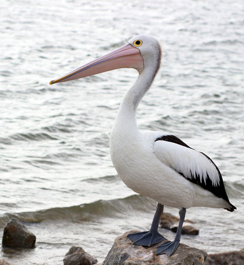 Large Adult Pelican Standing on Timber Post Stock Image - Image of ...