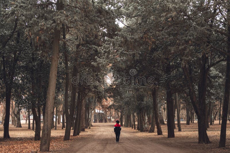 Lonely Person Walking on Long Pathway through the Deciduous Park Stock ...