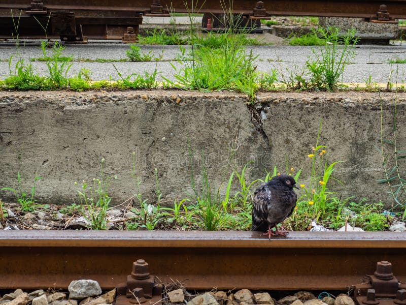 Pigeon Standing on Train Rail Stock Photo - Image of railroad, empty ...
