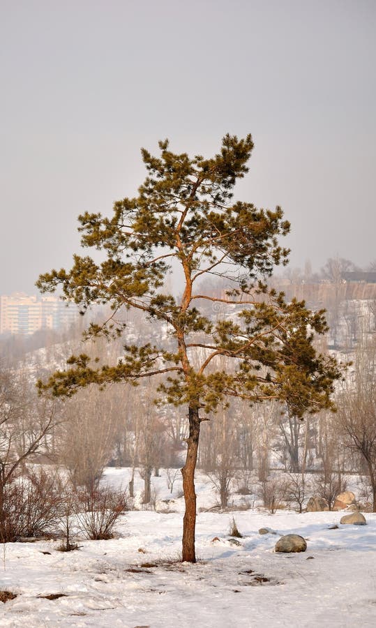 Lonely pine. stock photo. Image of season, standalone - 12367368