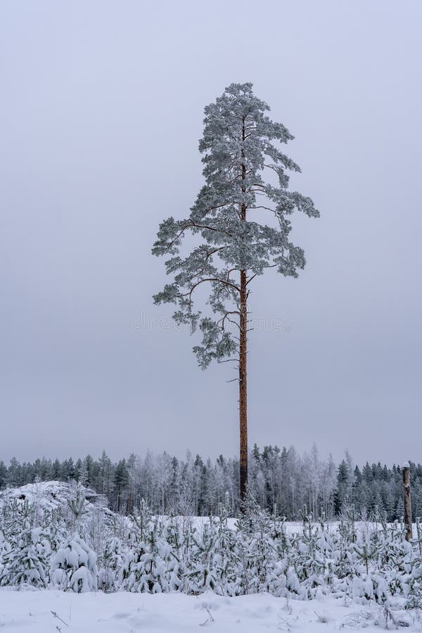 A Lonely Pine in the Middle of a Young Stand in the Winter Stock Image ...