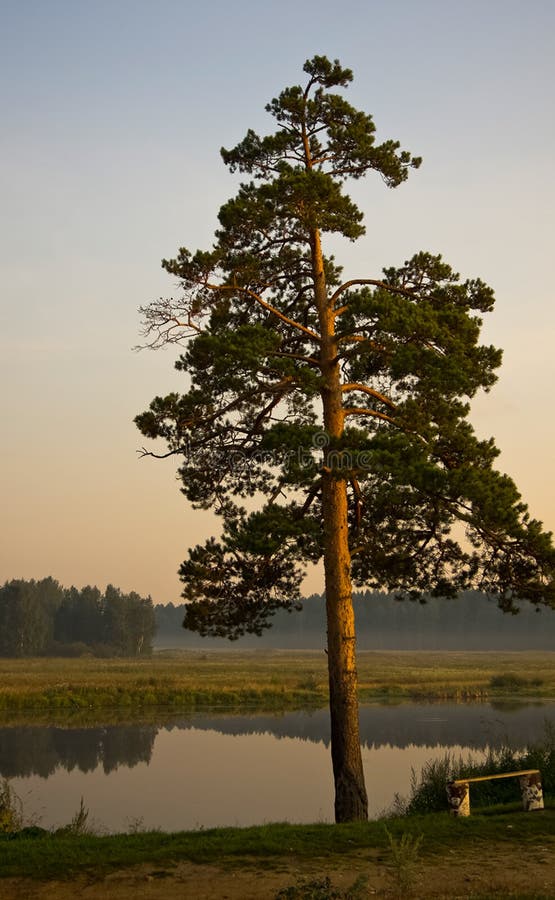 Lonely Pine on Shore of the Pond. a Tree by the Lake Stock Photo ...