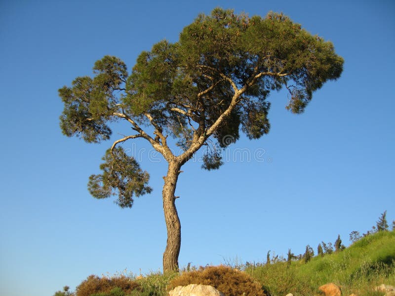 Buffalo stock image. Image of horns, farms, brown, farm - 824199