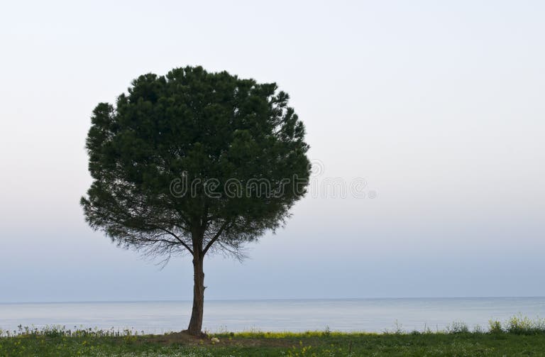 Lonely Pine tree stock photo. Image of scenic, cyprus - 38278340