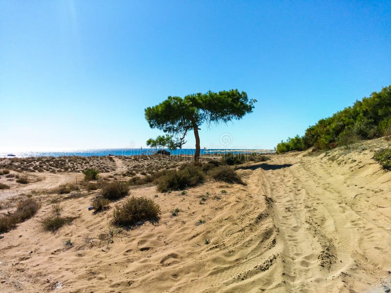 Lonely Pine Tree on the Beach in Side, Turkey Stock Image - Image of ...