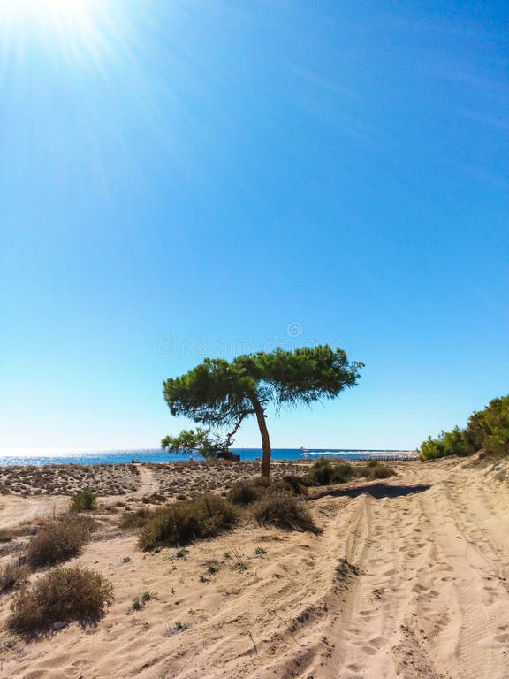 Lonely Pine Tree on the Beach in Side, Turkey Stock Photo - Image of ...