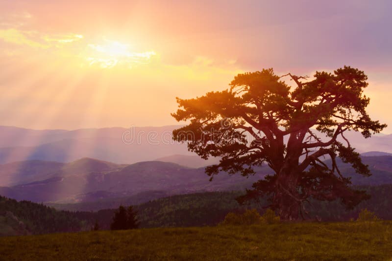 Lonely Pine Tree in the Early Morning Stock Photo - Image of beauty ...