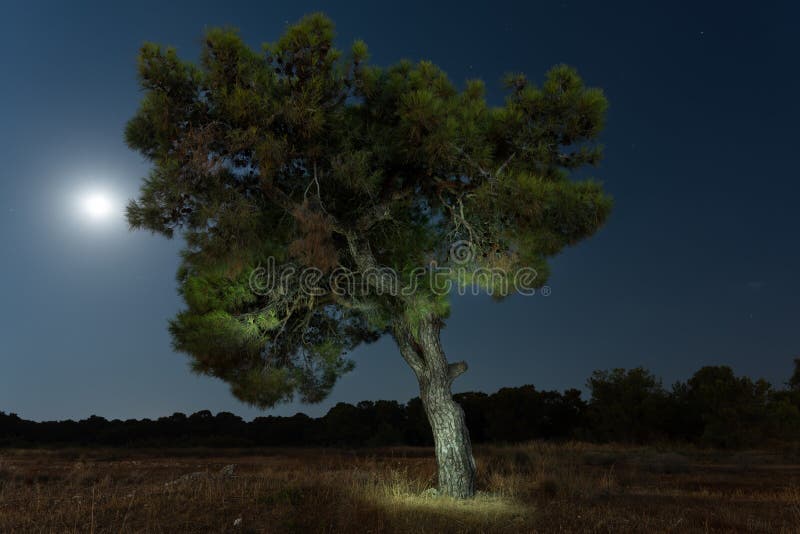 A Lonely Pine Tree in a Field at Night Under the Stars, Illuminated by ...