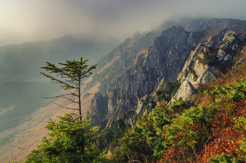 Lonely Pine Tree on the Mountain Cliff Stock Photo - Image of mist ...