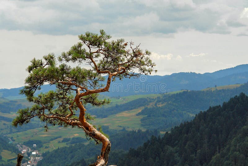 Lonely Pine Tree in the Mountain Stock Photo - Image of tourism, travel ...