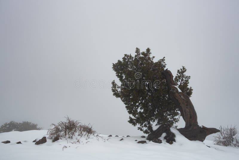 Lonely Pine Tree in the Mountain in Winter. Mist at the Forest ...