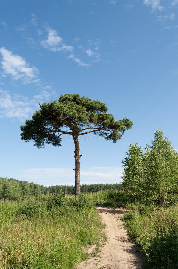Lonely Pine Tree in the Mountain Stock Photo - Image of tourism, travel ...