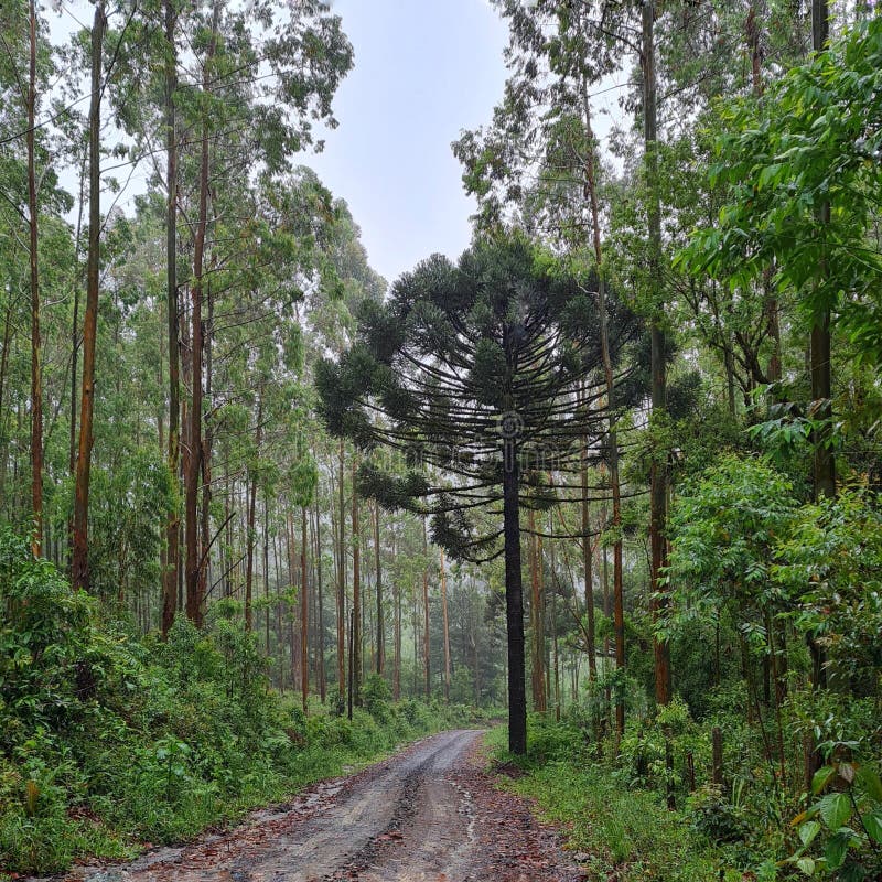 A Lonely Pine Tree on the Path Stock Photo - Image of lonely, journey ...