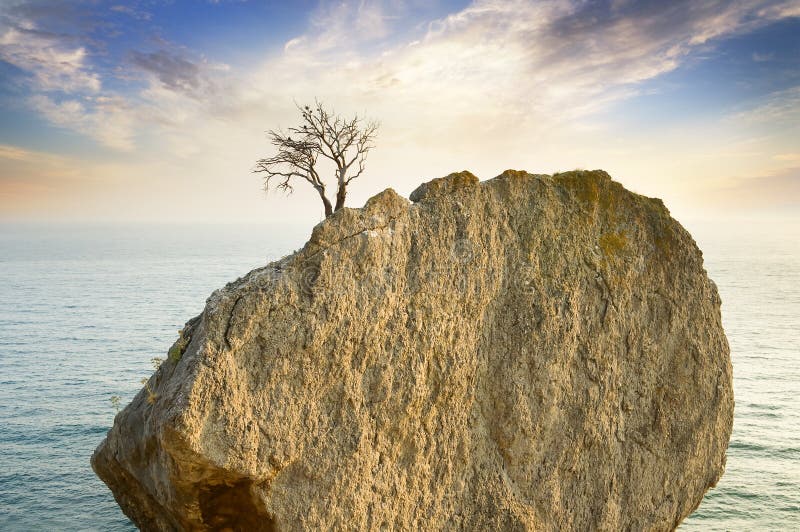 Lonely pine tree rock stock photo. Image of italian - 301320854