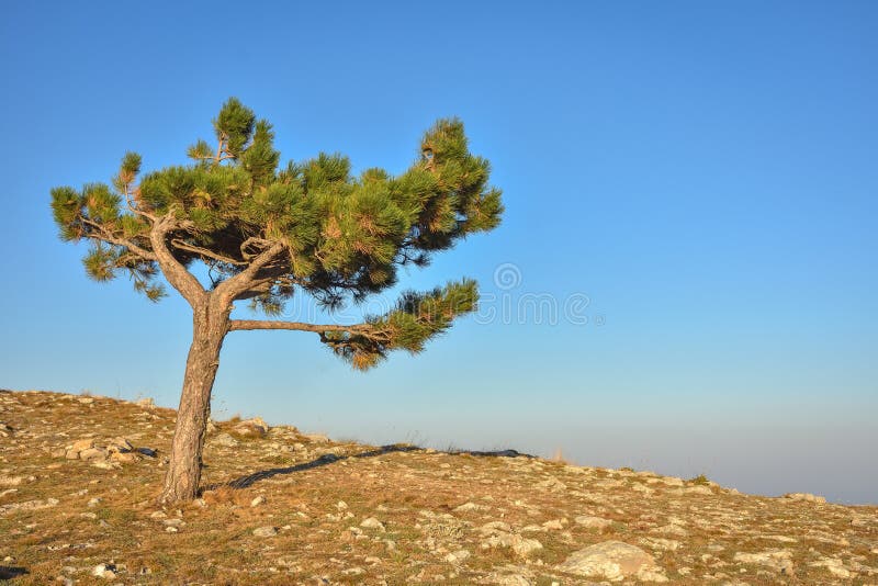 Lonely Pine Tree Rock, Tree Mountain Stock Photo - Image of evergreen ...