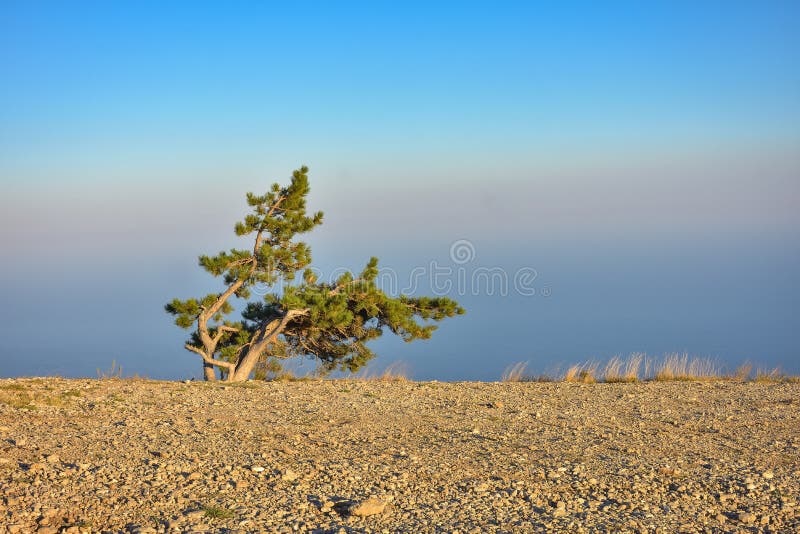 Lonely Pine Tree Rock, Tree Mountain Stock Image - Image of black ...