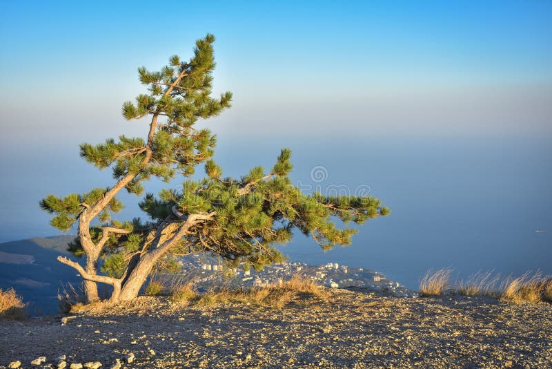 Lonely Pine Tree Rock, Tree Mountain Stock Image - Image of crimea ...