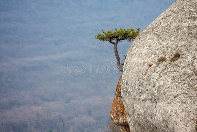 Lonely Pine Tree on Rocks Top Stock Image - Image of color, beach: 85113745