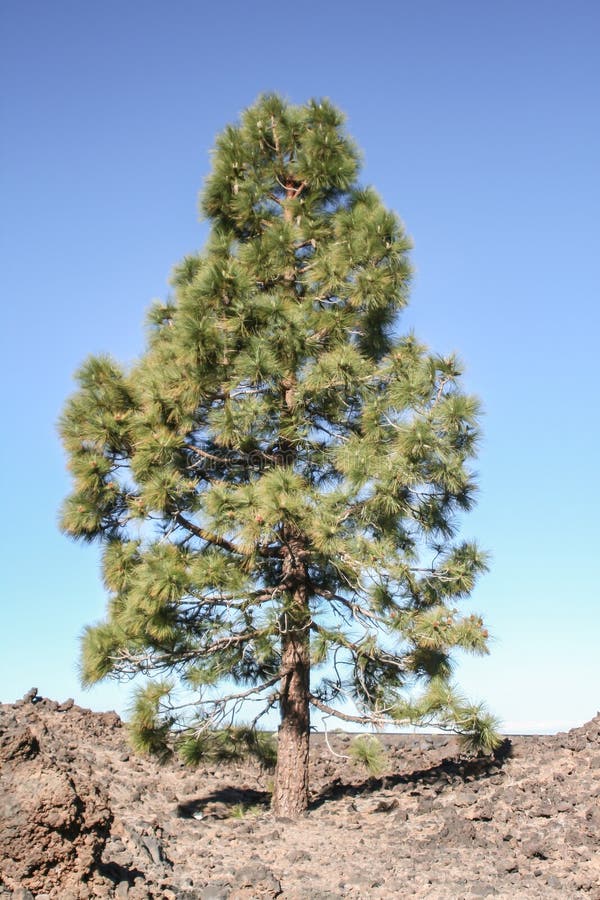 A Lonely Pine Tree on the Volcano Stock Photo - Image of pico, flora ...