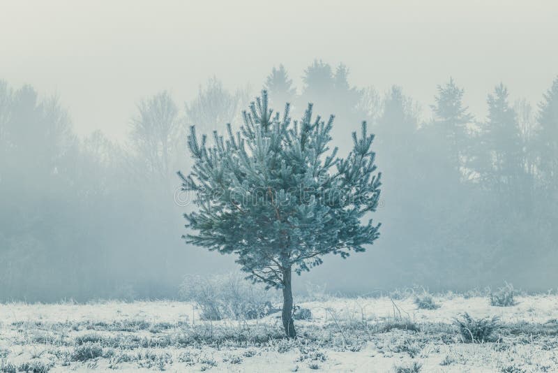 Lonely Pine Tree in Winter Colors, Standing on a Snowy Meadow Stock ...
