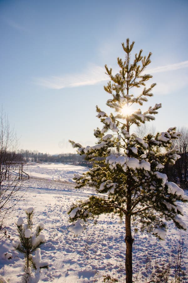 Lonely Pine Tree Lets Stock Photos - Free & Royalty-Free Stock Photos ...