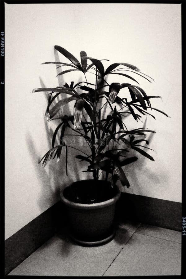 A lonely plant stock image. Image of blackandwhite, lonely - 174548143