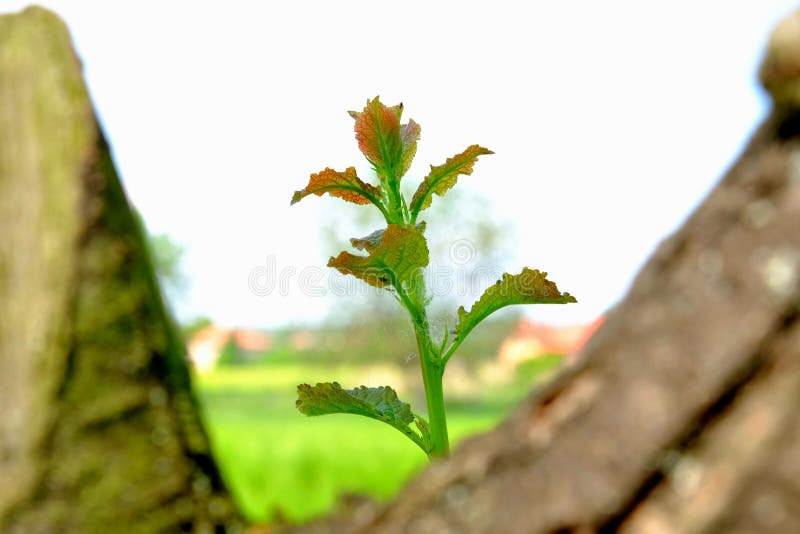 Lonely Plant Growing Behind the Tree Stock Image - Image of isolated ...