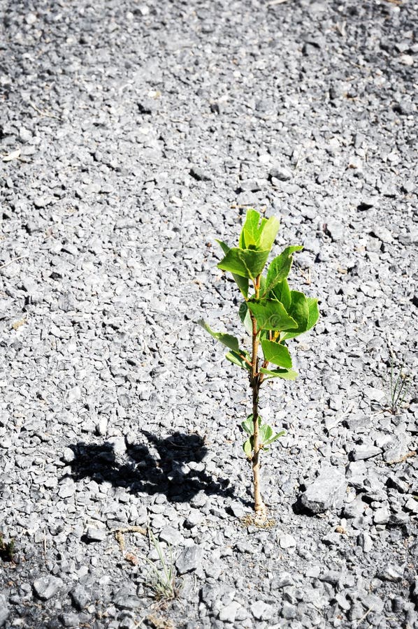 Lonely Plant Growing on Ground Stock Image - Image of environment, leaf ...