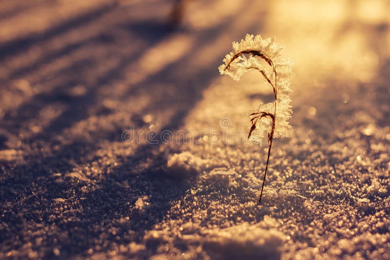 Lonely plant stock photo. Image of yellow, lonely, gravity - 56071492