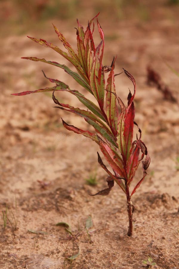 Lonely plant stock image. Image of season, plant, outdoor - 99384583