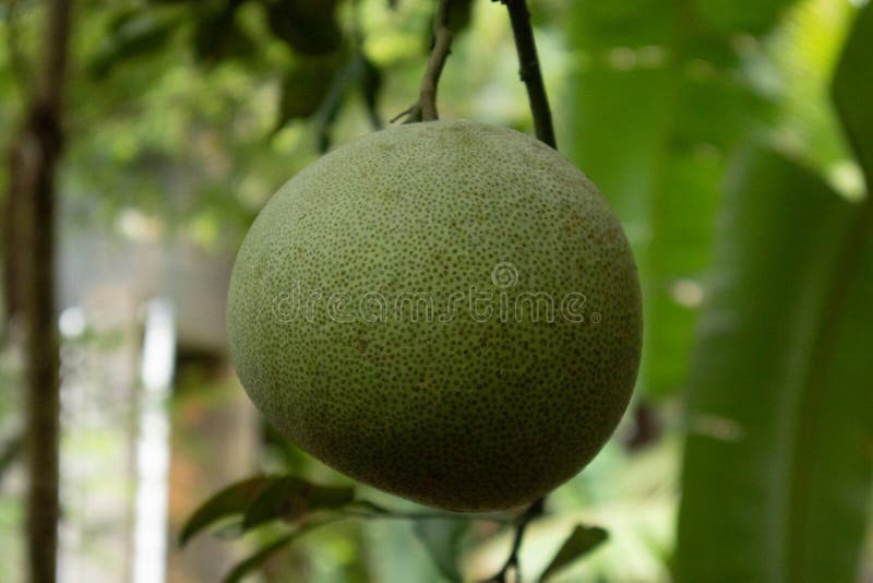 Lonely Pomelo Fruit with Details Stock Image - Image of pomelo, green ...