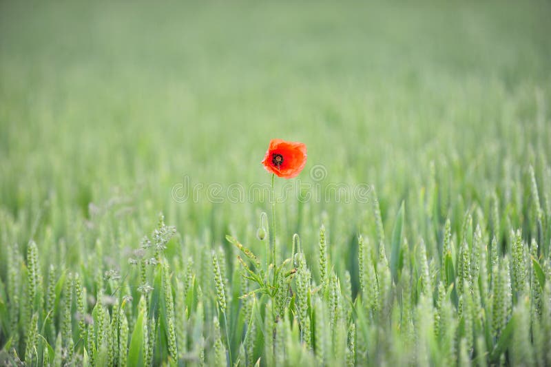 Singular Poppy Stock Photos - Free & Royalty-Free Stock Photos from ...