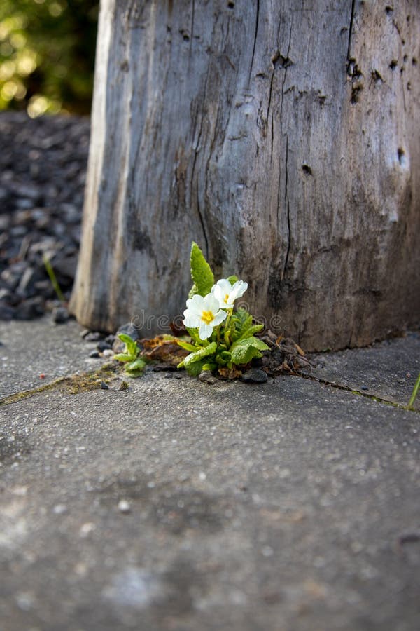 A Lonely Primrose on an Old Tree Trunk Stock Image - Image of ...