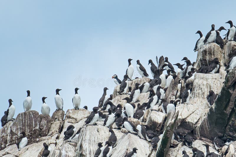 Black Atlantic Puffin Picture. Image: 119007923