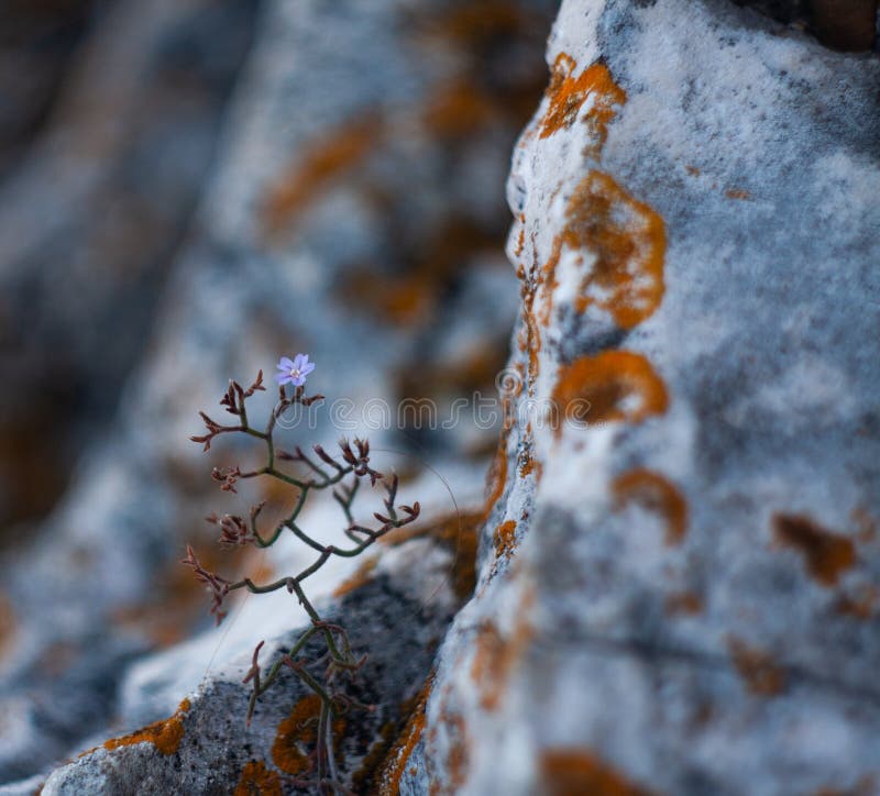 Lonely Purple Plant Grow from a Rock Stock Image - Image of ground ...