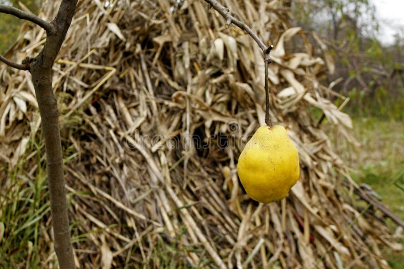 A Lonely Quince in a Tree, in a Fall Landscape with Dried Cmaize Stalks ...