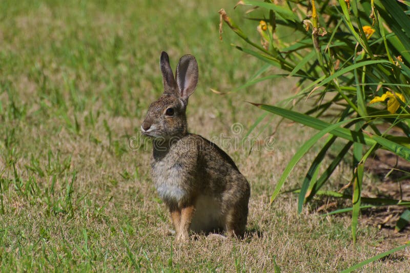 1,478 Lonely Rabbit Stock Photos - Free & Royalty-Free Stock Photos ...