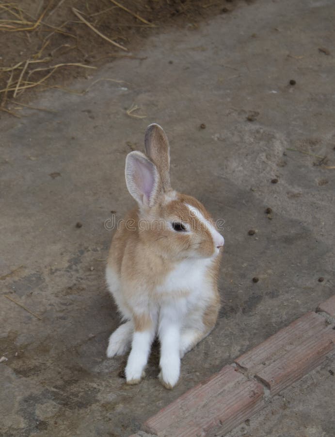 A lonely rabbit stock photo. Image of ears, side, brown - 224618686