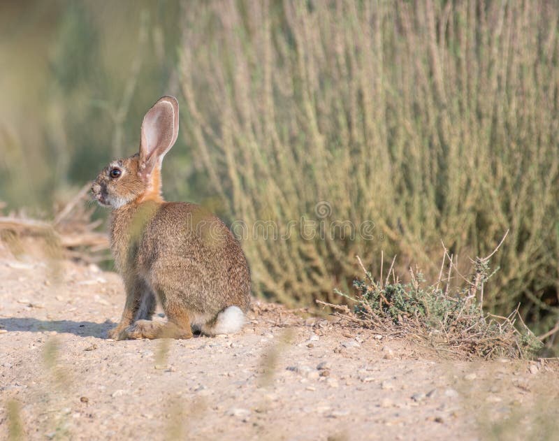 Lonely Rabbit Standing in the Middle of the Vegetation Stock Image ...