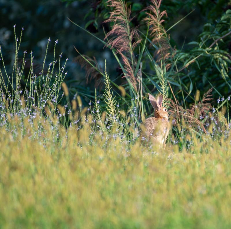Lonely Rabbit Standing in the Middle of the Vegetation Stock Image ...