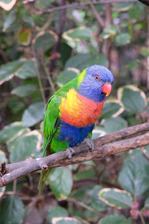 Lonely Rainbow Parakeet on a Tree Branch in Captivity Stock Photo ...